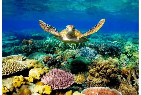La Gran Barrera De Coral Vuelve A Recuperarse A Orillas Del Potomac