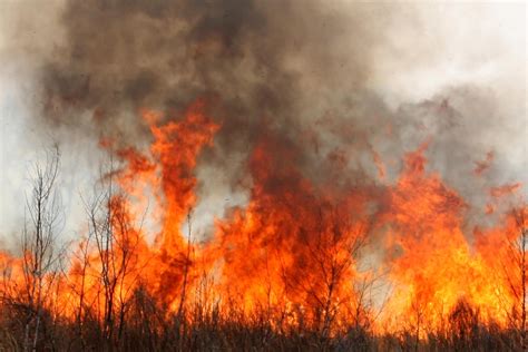 Incendios forestales MedlinePlus en español