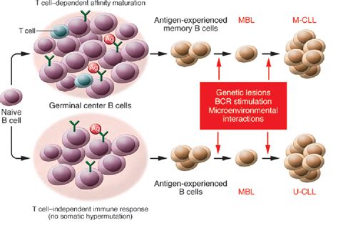 Figure 1 From Molecular Pathogenesis Of Chronic Lymphocytic Leukemia