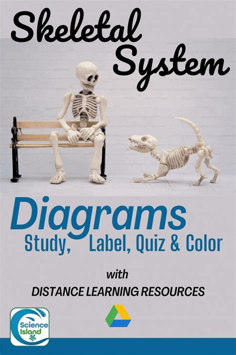 Skeletal System Diagrams And Quizzes Anatomy Coloring Labeling
