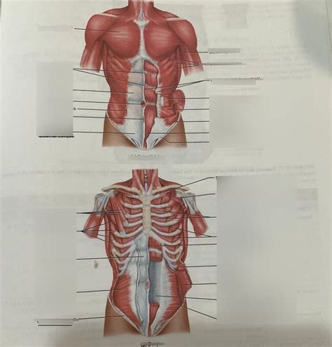Thoracic And Abdominal Muscle Diagram Quizlet