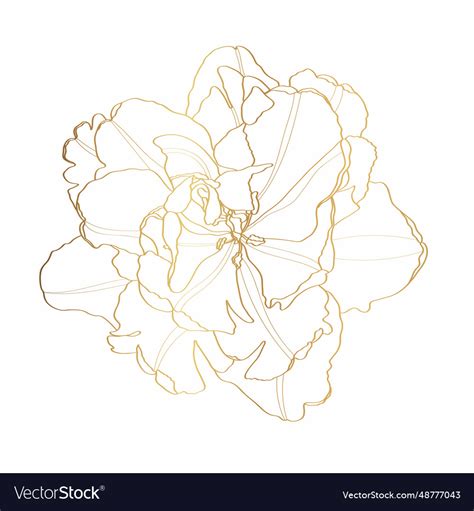 Sketch Floral Botany Collection Golden Tulip Vector Image