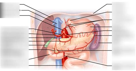 Major Branches Of Celiac Trunk Diagram Quizlet