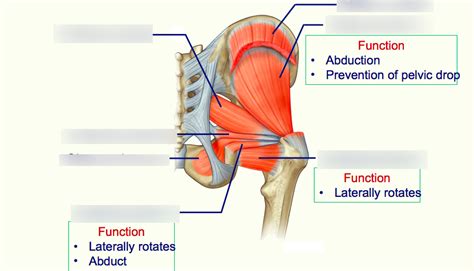 Intrinsic Hip Muscles Diagram Quizlet