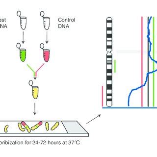 Schematic Representation Of Comparative Genomic Hybridization