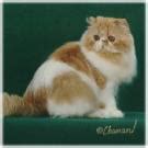 VETT 119 Cat Breed ID Flashcards Quizlet