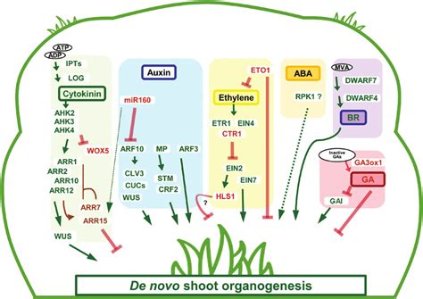 Genetic Network Underlying Hormone Signaling During Dnso Key Hormonal
