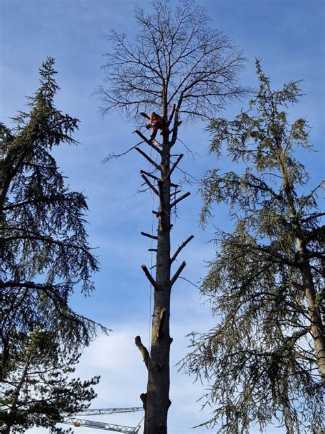 Abattage D Arbre Alex Terieur