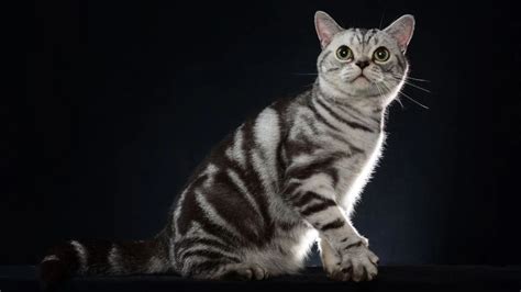 American Shorthair Cat Facts Everything You Need To Know Gigapaw