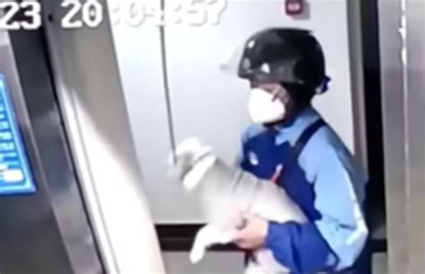 Repartidor Salva A Un Perro De Morir Ahorcado Tras Quedar Atorado En Un