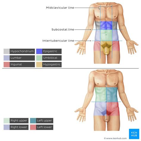 Diagram Layers Of Abdominal Wall Diagram Mydiagram Online