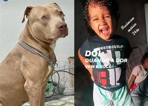 Menina de 2 anos morre após ser atacada por pitbull Fala Genefax