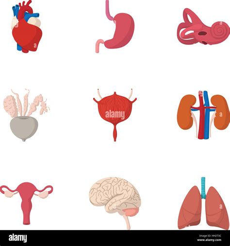Internal Organs Icons Set Cartoon Style Stock Vector Image Art Alamy