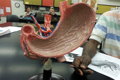 Stomach Model Diagram Quizlet