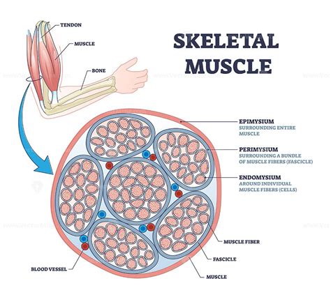 Skeletal Muscle Description With Cross Section Structure Outline Diagram