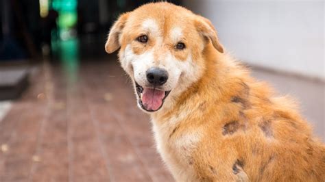 Dermatitis en perros síntomas y tratamiento paso a paso