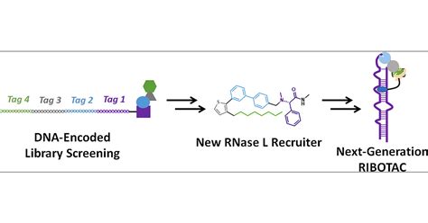 dna encoded library screening to inform design of a ribonuclease targeting chimera ribotac
