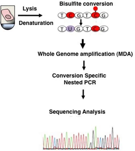 Single Cell Sequencing Analysis