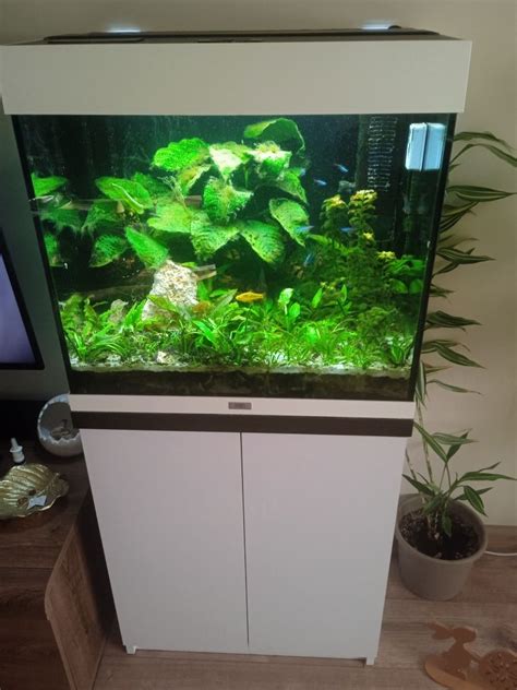 Zestaw Akwarium Juwel 120 L Konin OLX Pl
