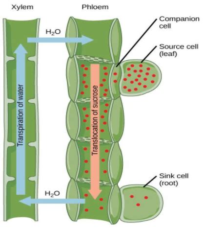 Functions Of The Xylem And Phloem CBSE Class Notes Online