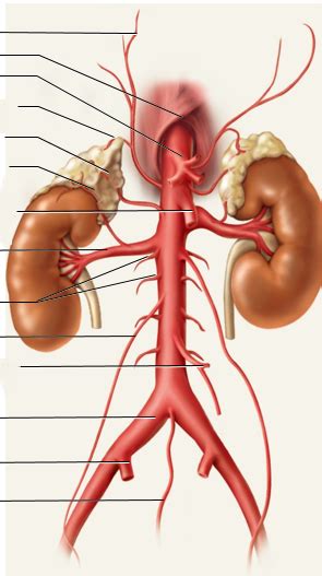 Axial Vasculature Abdominal Aorta Lower Diagram Quizlet