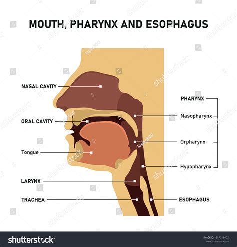 Pharynx And Oesophagus Images Stock Photos Vectors Shutterstock