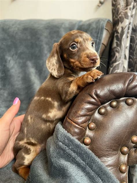 Miniature Dachshund Puppies For Sale In Stokesley North Yorkshire