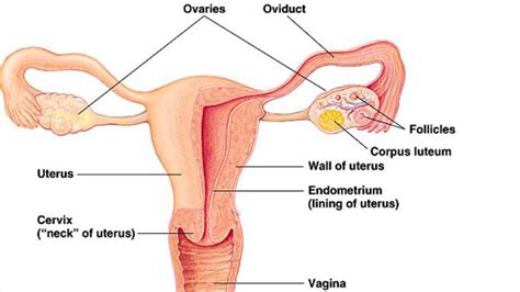 Draw A Neat Labelled Diagram Of Sectional View Of Human Female