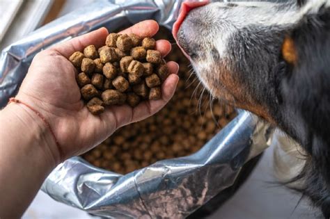 Para Implementar Cu Ntas Veces Al D A Debes Alimentar A Tu Perro Mdz