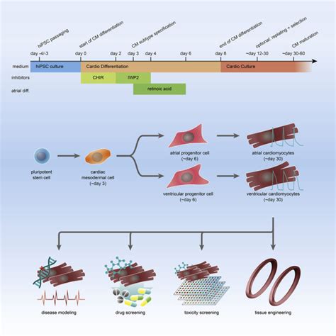Subtype Directed Differentiation Of Human IPSCs Into Atrial And