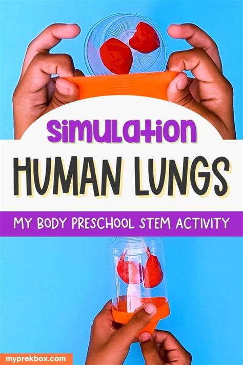 My Body Preschool Stem Activity Human Lungs Simulation My Pre K Box