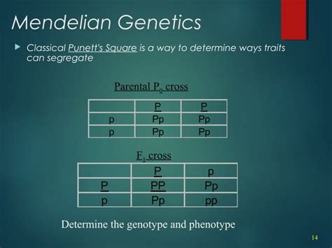 mendelian inheritance ppt
