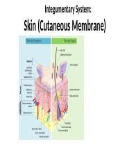 Integumentary Notes Pptx Integumentary System Skin Cutaneous