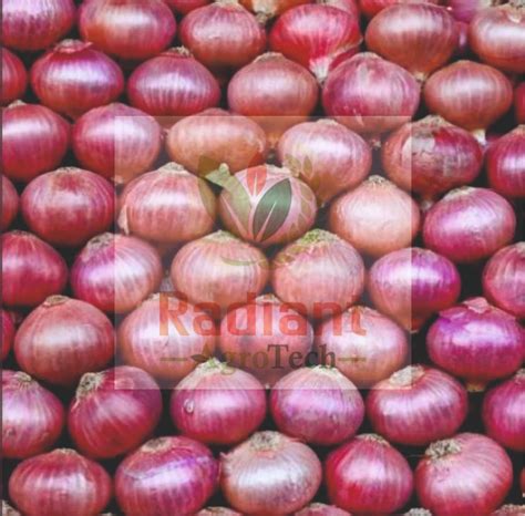 A Grade Maharashtra Fresh Onion Exporter Net Bag Onion Size Available