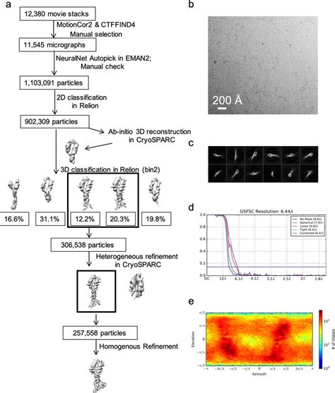 Single Particle Cryo Em Analysis Of The Fse Atp Ttr A Workflow Of