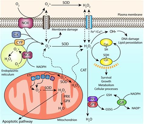 Cellular Maintenance Of Redox Homeostasis The Good And Bad Of ROSs In