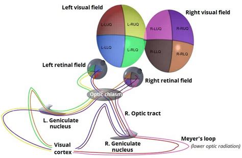 The Optic Nerve CN II And Visual Pathway TeachMeAnatomy