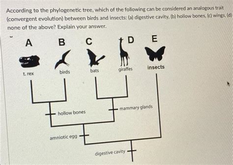 Solved According To The Phylogenetic Tree Which Of The Chegg