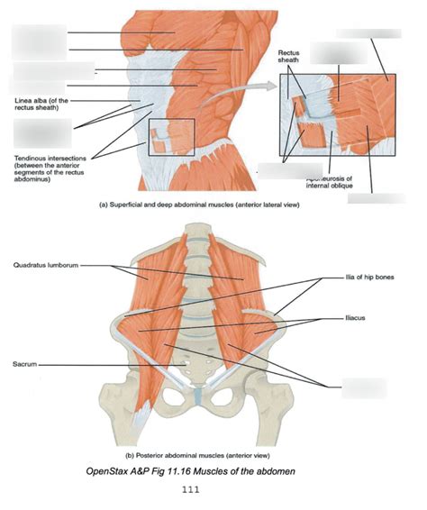 Muscles Of The Abdomen Diagram Quizlet