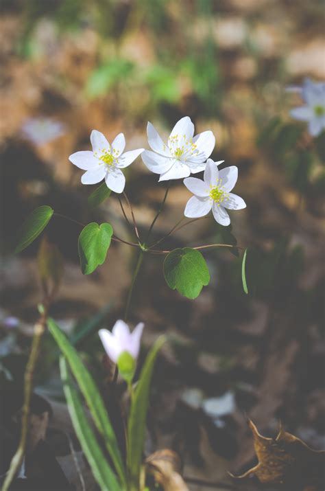 Free Images Nature Blossom Sunlight Leaf Flower Petal Green