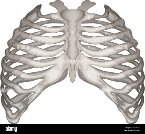 Rib Cage Anatomy Labeled Vector Illustration Diagram Lupon Gov Ph
