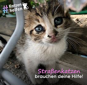 Deutscher Tierschutzbund Landesverband Rheinland Pfalz E V