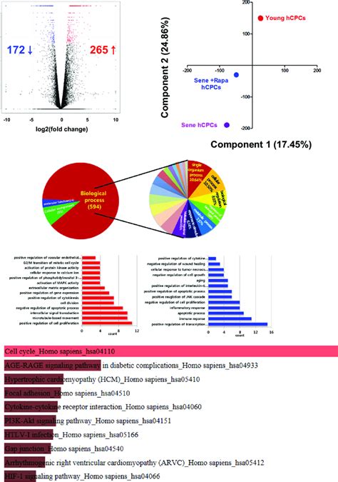 Gene Ontology Go Term Enrichment Analysis Of Transcripts Regulated By