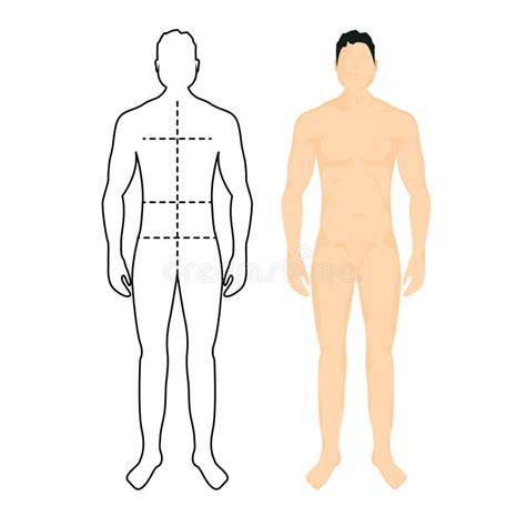 Dimensione Della Silhouette Anatomica Corpo Umano Misura La Sagoma