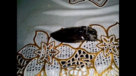 Kumbang Klick Elateridae Klick Beetle YouTube