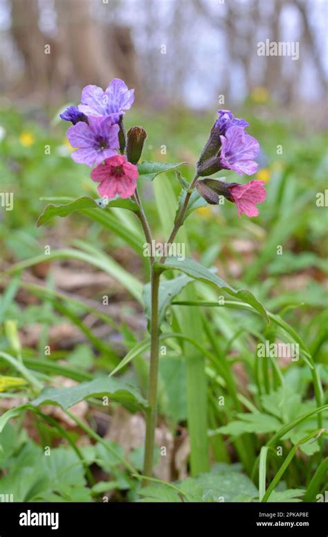 Early Spring Plant Lungwort Pulmonaria Blooms In The Wild Forest