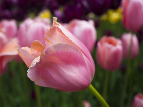 Tulipan Wiosna Natura Darmowe Zdj Cie Na Pixabay Pixabay