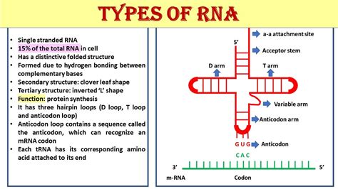 Types Of Rna Mrna Trna Rrna Snrna Snorna Mirna Shrna
