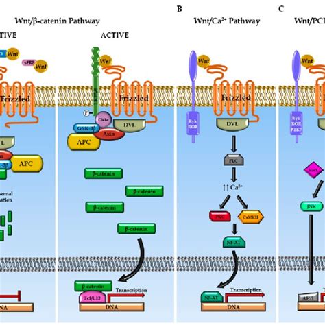 Schematic Overview Of Wnt Signaling Pathways A In The Canonical Wnt