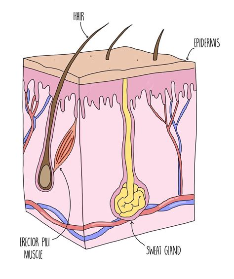Homeostasis Edexcel A The Science Sauce